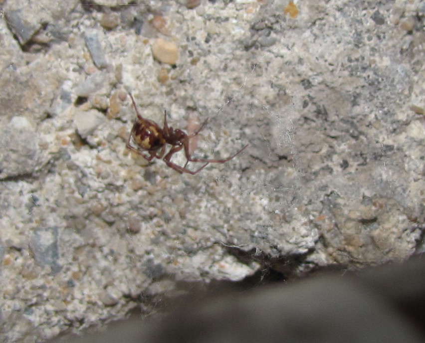 Bug Eric: Spider Sunday: Triangulate Cobweb Weaver