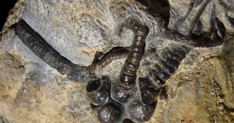 Variety of Life: Gasterocomidae