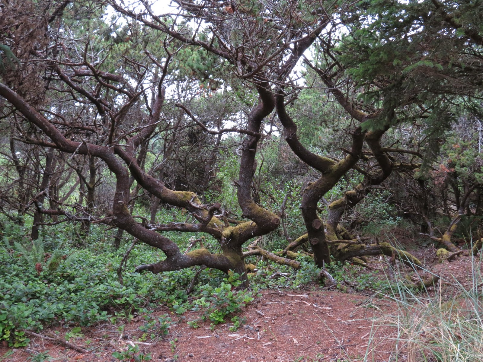 A trip to the Oregon coast