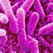 Taxonomía , Diversidad las especies y Reinos: Reino Monera