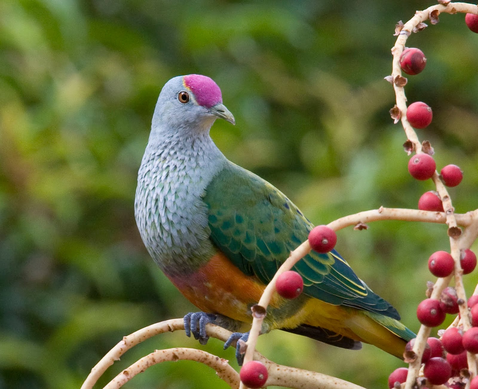 Beautiful Fruit Dove | Fun Animals Wiki, Videos, Pictures, Stories