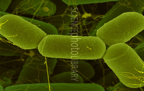 Methanobrevibacter Smithii