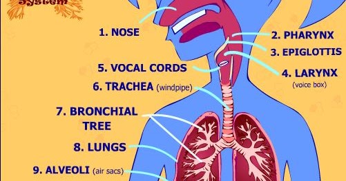 SEXTOLOBORDA: Respiratory System/Parts