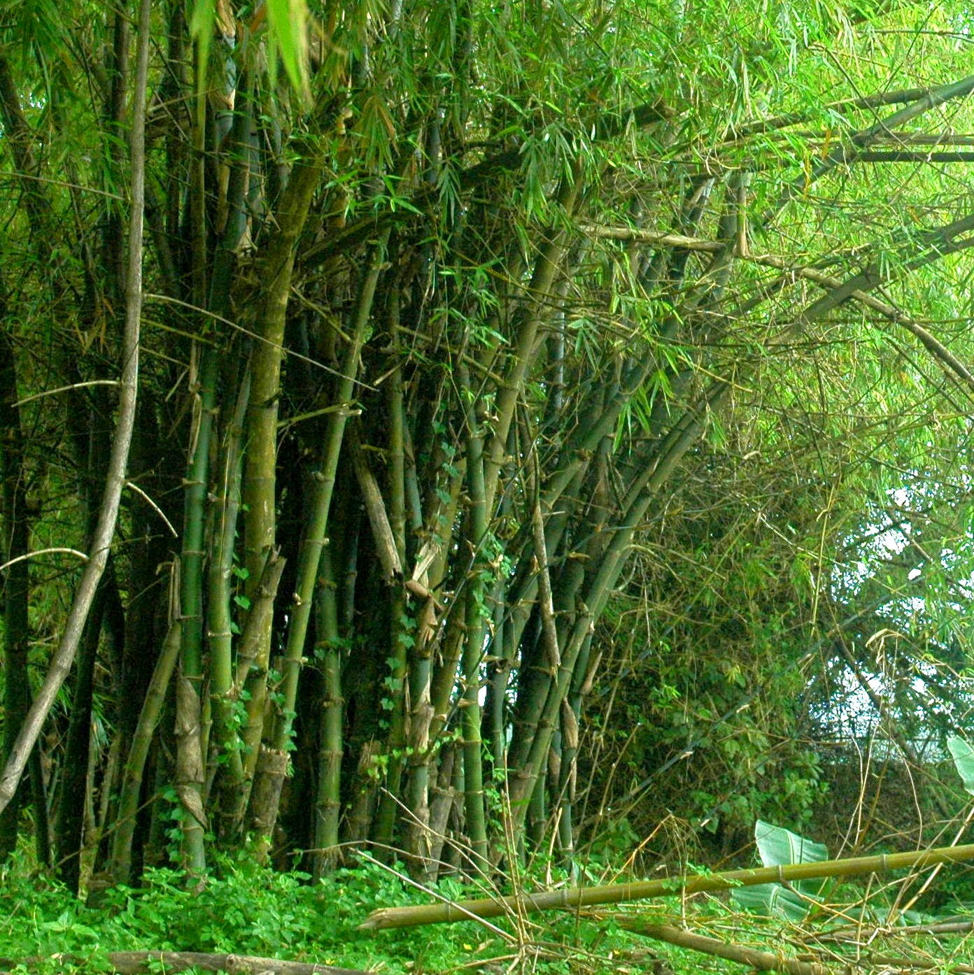 Naquem.: Resurgence of the pliant but hardy kawayan