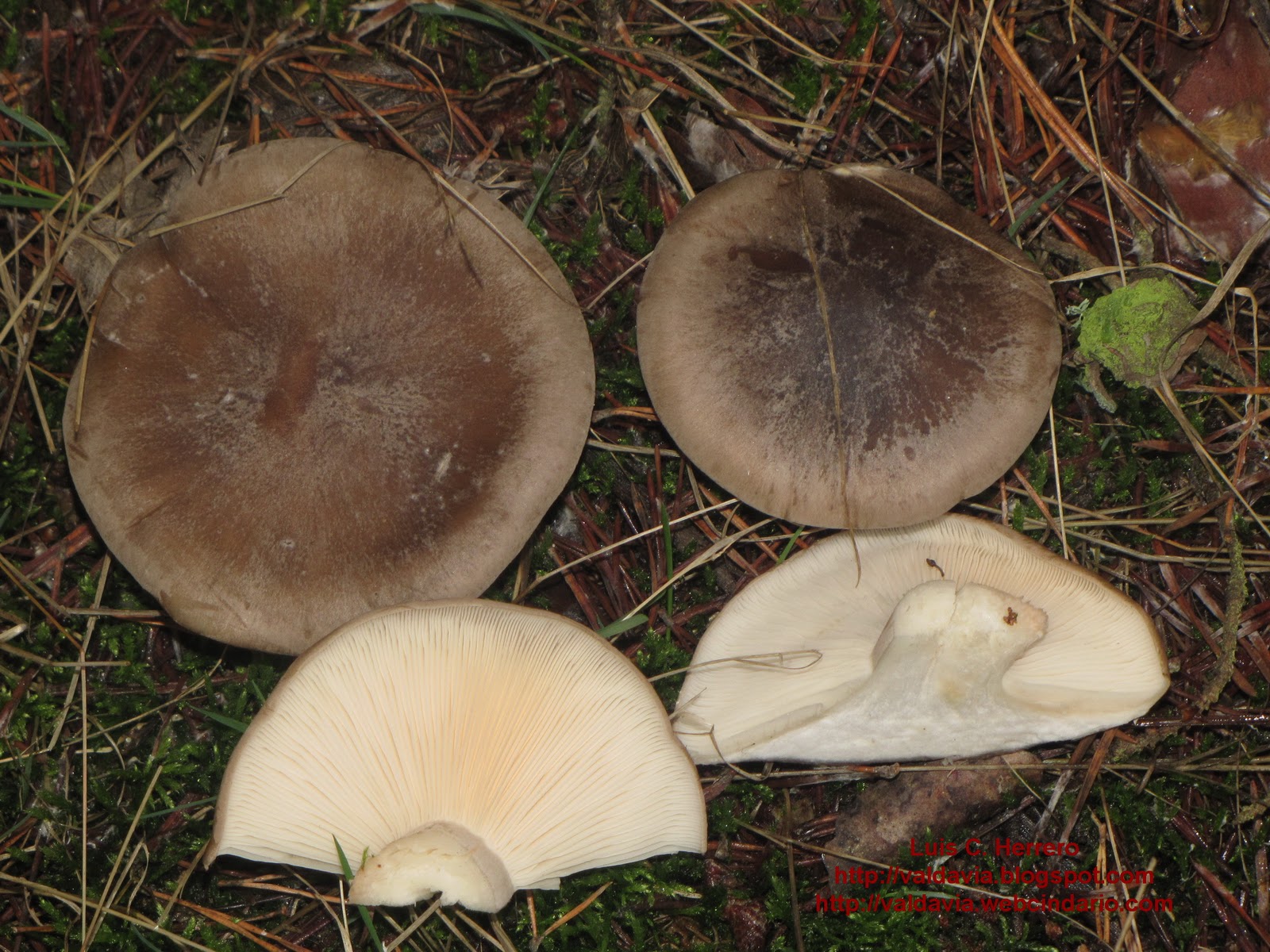 Naturaleza de la Valdavia: Hongos de la Valdavia II