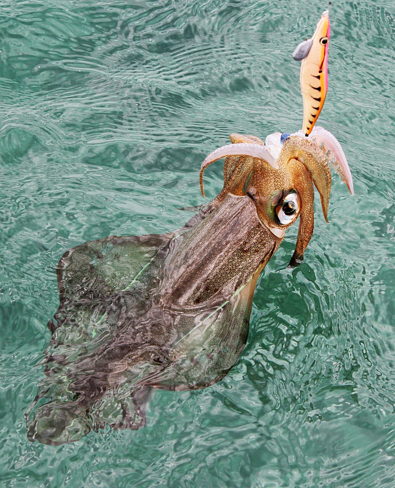 Kuma Eging & Fishing: 2011-12-04