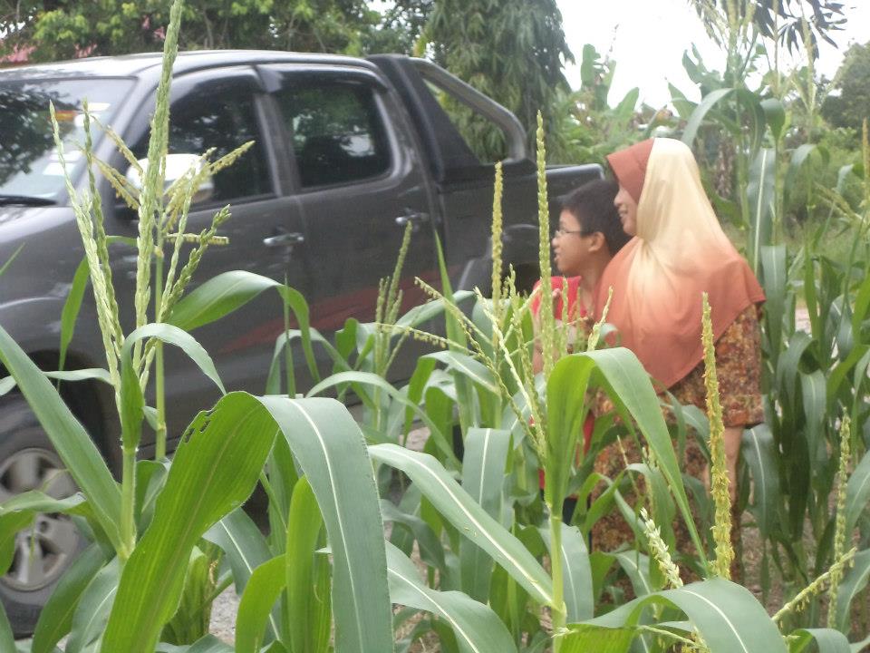 anaklaut: JAGUNG MANIS