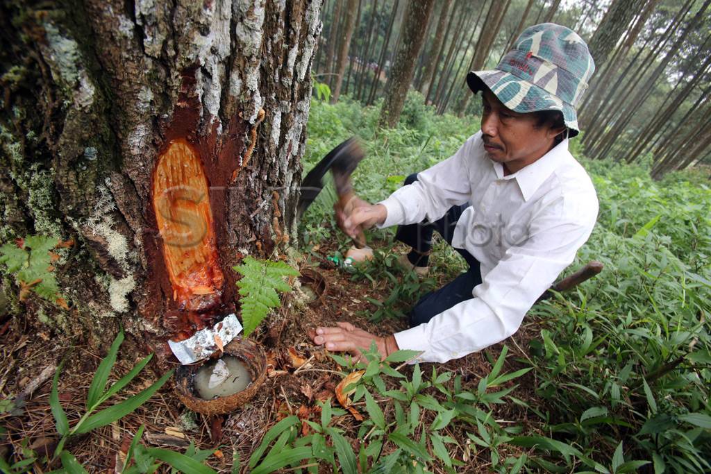 MELIHAT PROSPEK PELUANG USAHA GETAH PINUS SKALA INTERNASIONAL | Tips Petani