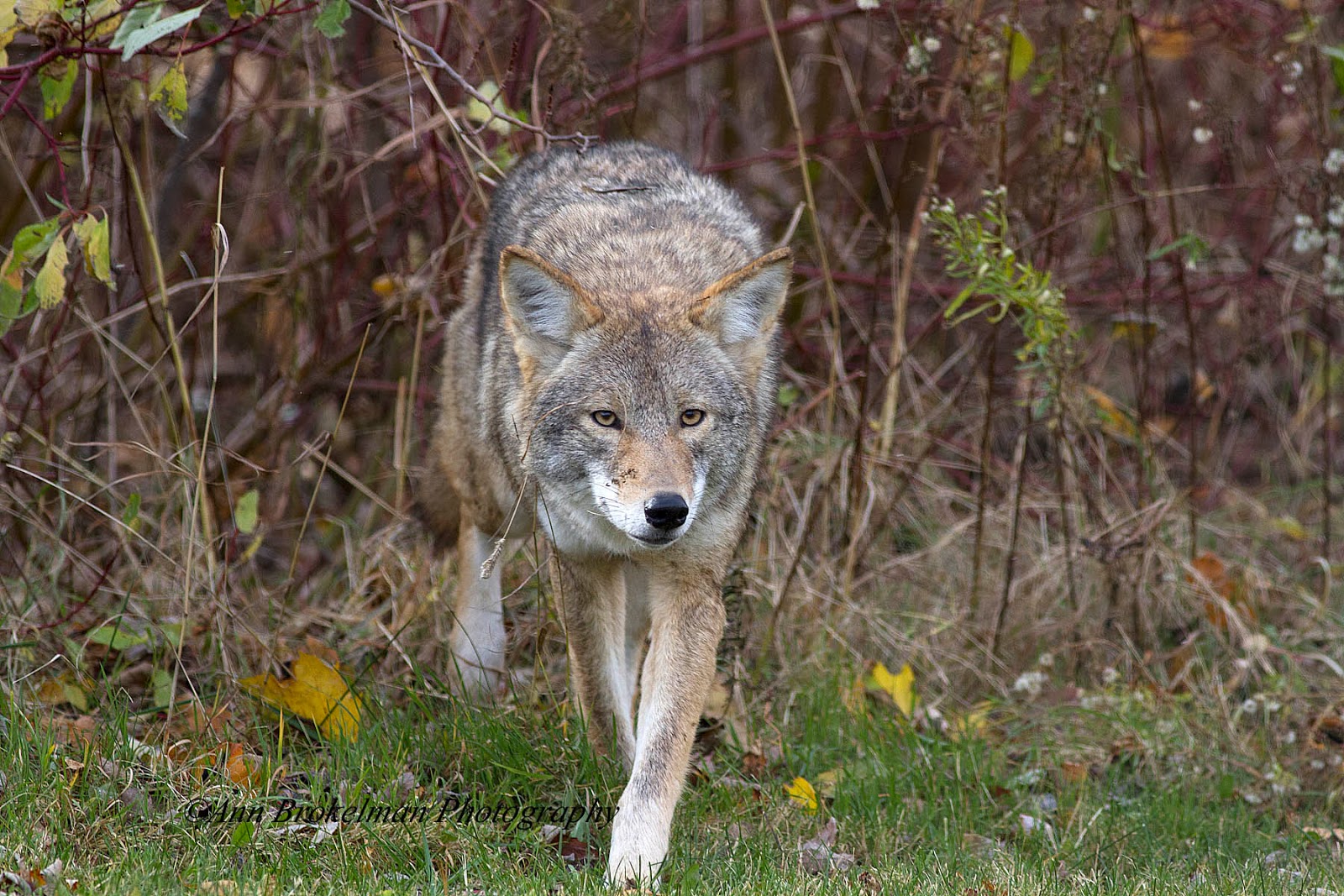 Ann Brokelman Photography: Coyote magic - outside of Toronto Nov 12, 2013