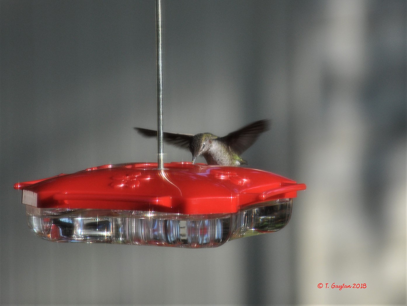 Giraffiti: Camera Captures