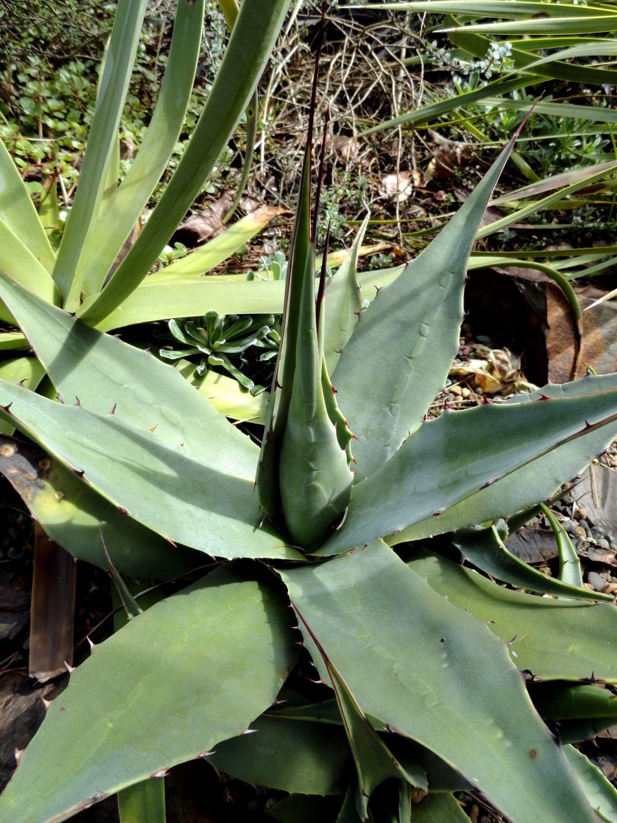 danger garden: The Agave Report May 2017, back garden