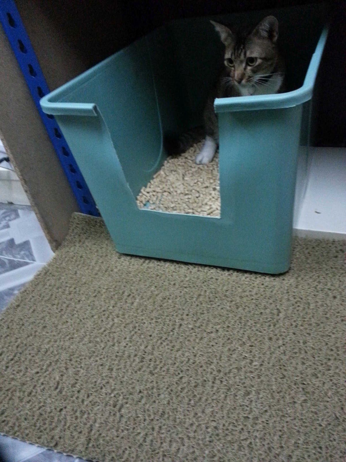 DIY Cat Litter Box | My Dearcats DC