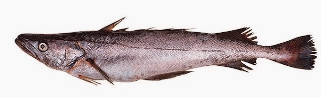 Merluza Austral de Chile busca mayor promoción en la Feria Más ...