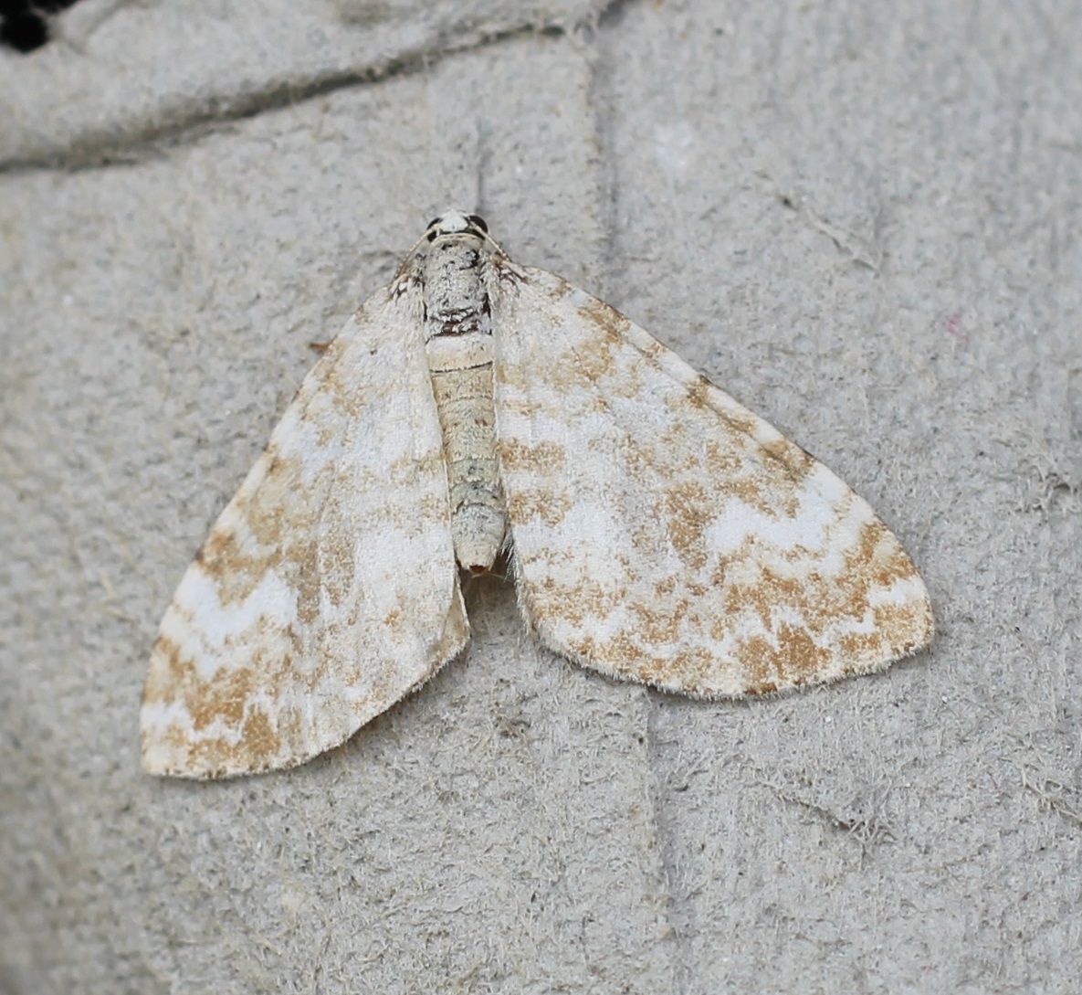 Shandy Hall Moths: 10 June 2013 - New Moth Admirers at Coxwold Open ...
