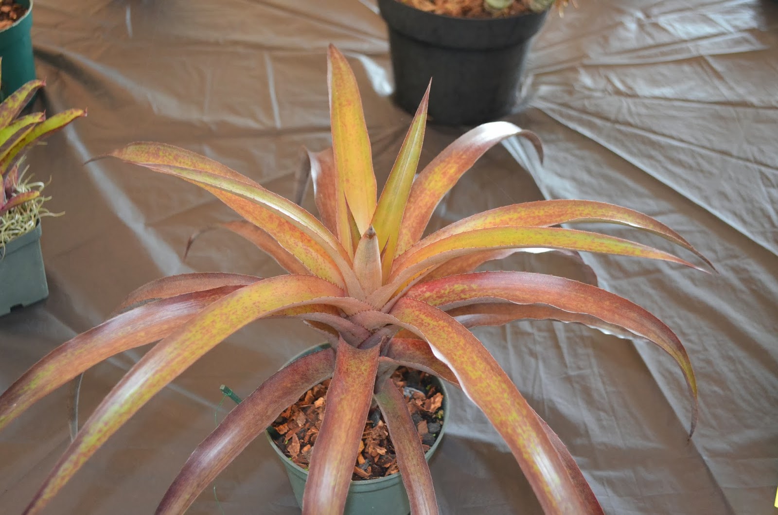 Succulent Bromeliads and others : Sarasota Bromeliad Society Show and Sale