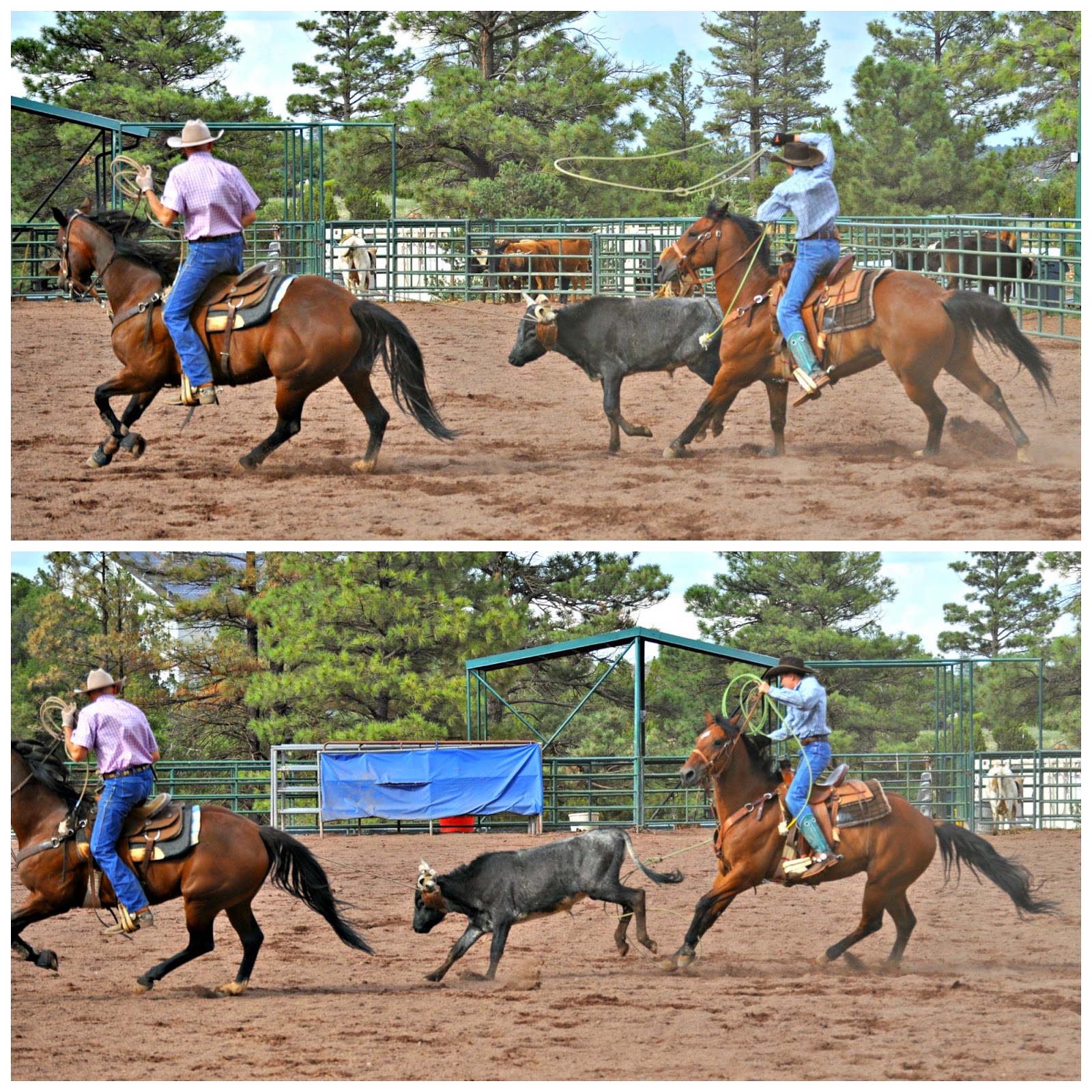 Wranglers and Ribbons