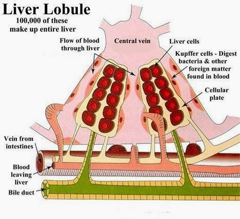 BONE AND MUSCLE ANATOMY ---MNEMONICS: LIVER ANATOMY---MNEMONICS