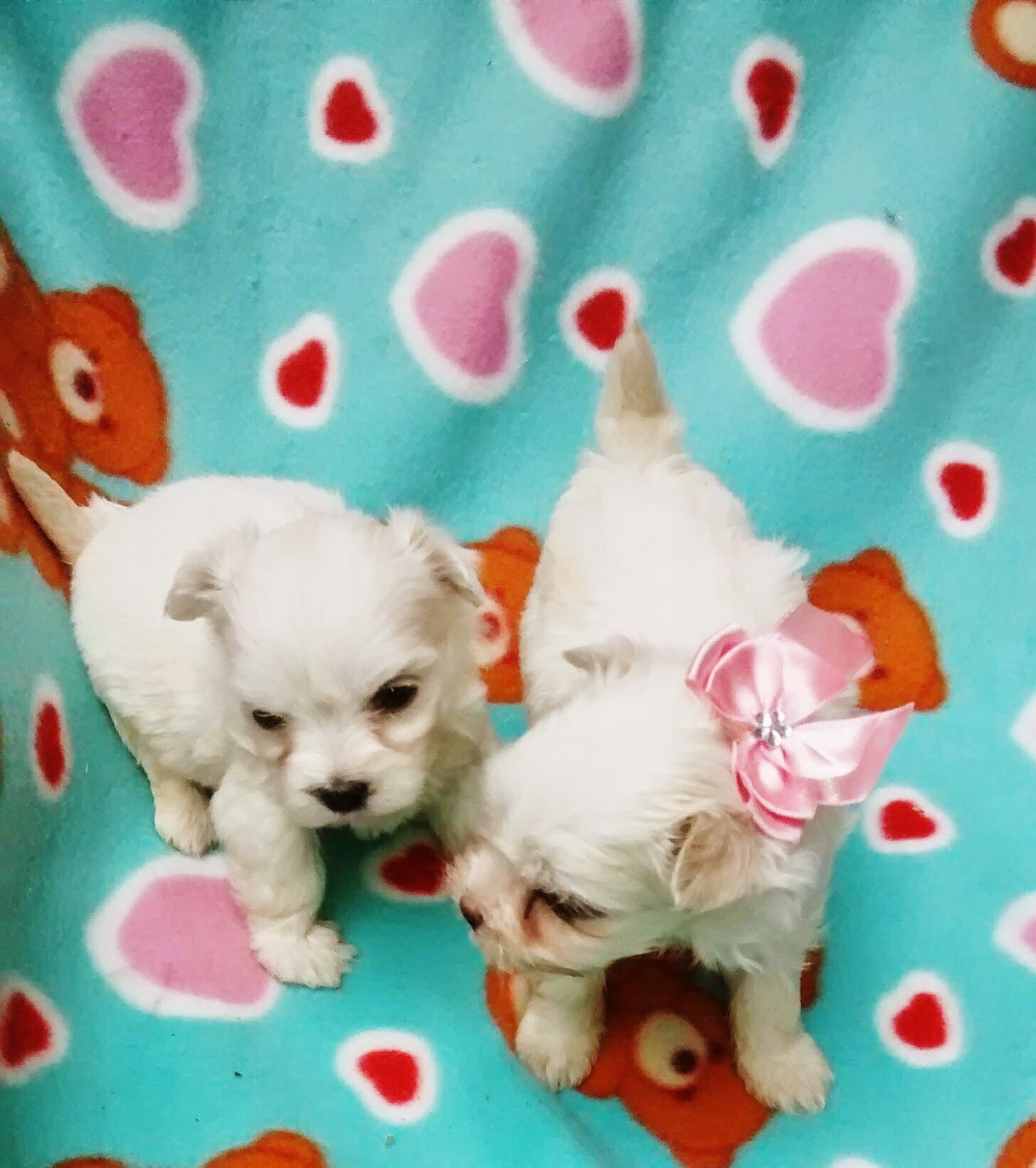 Canil Locães: Filhotes de Maltês Micro com Pedigree