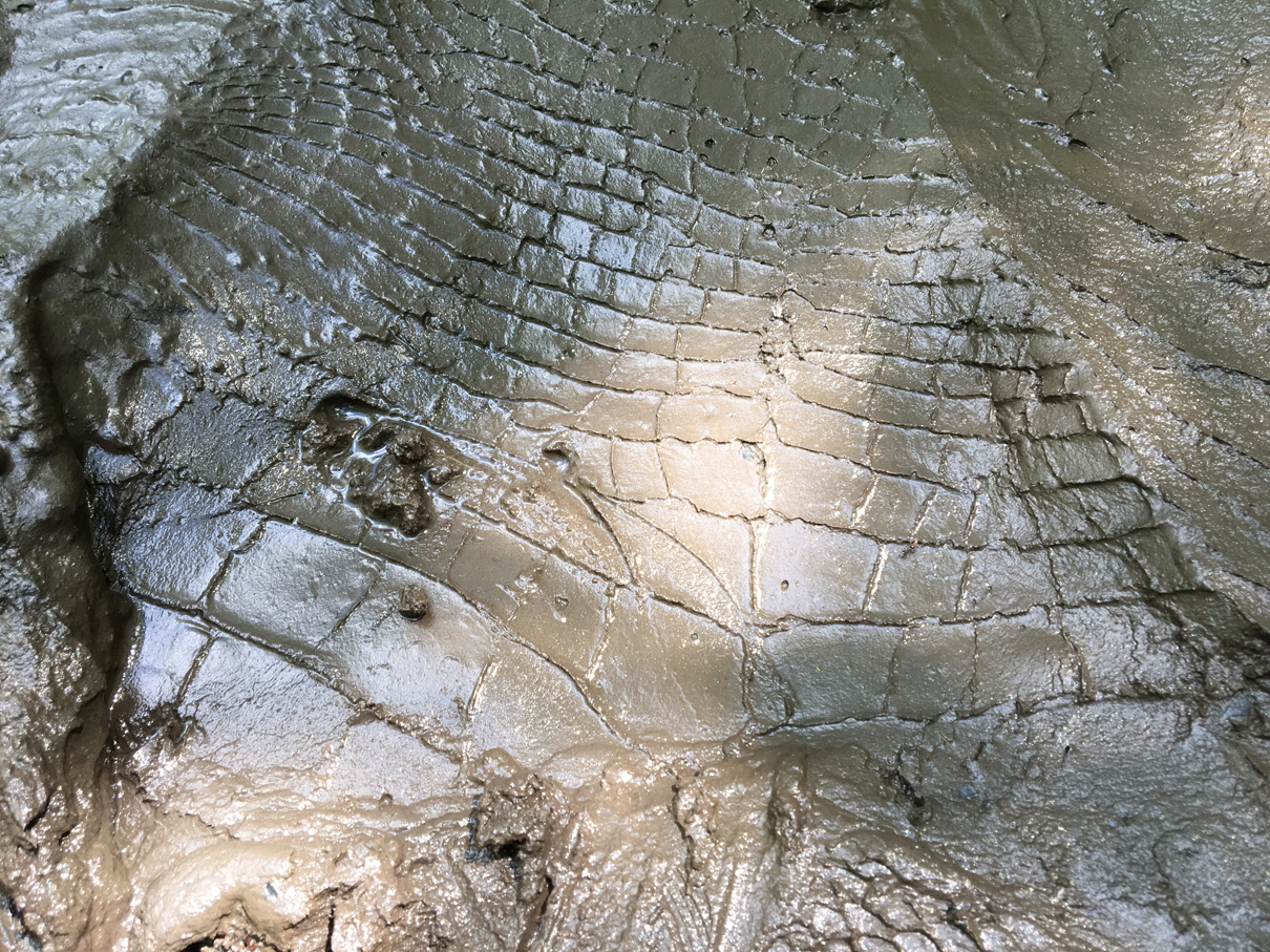 Audubon South Carolina: Day in the Swamp