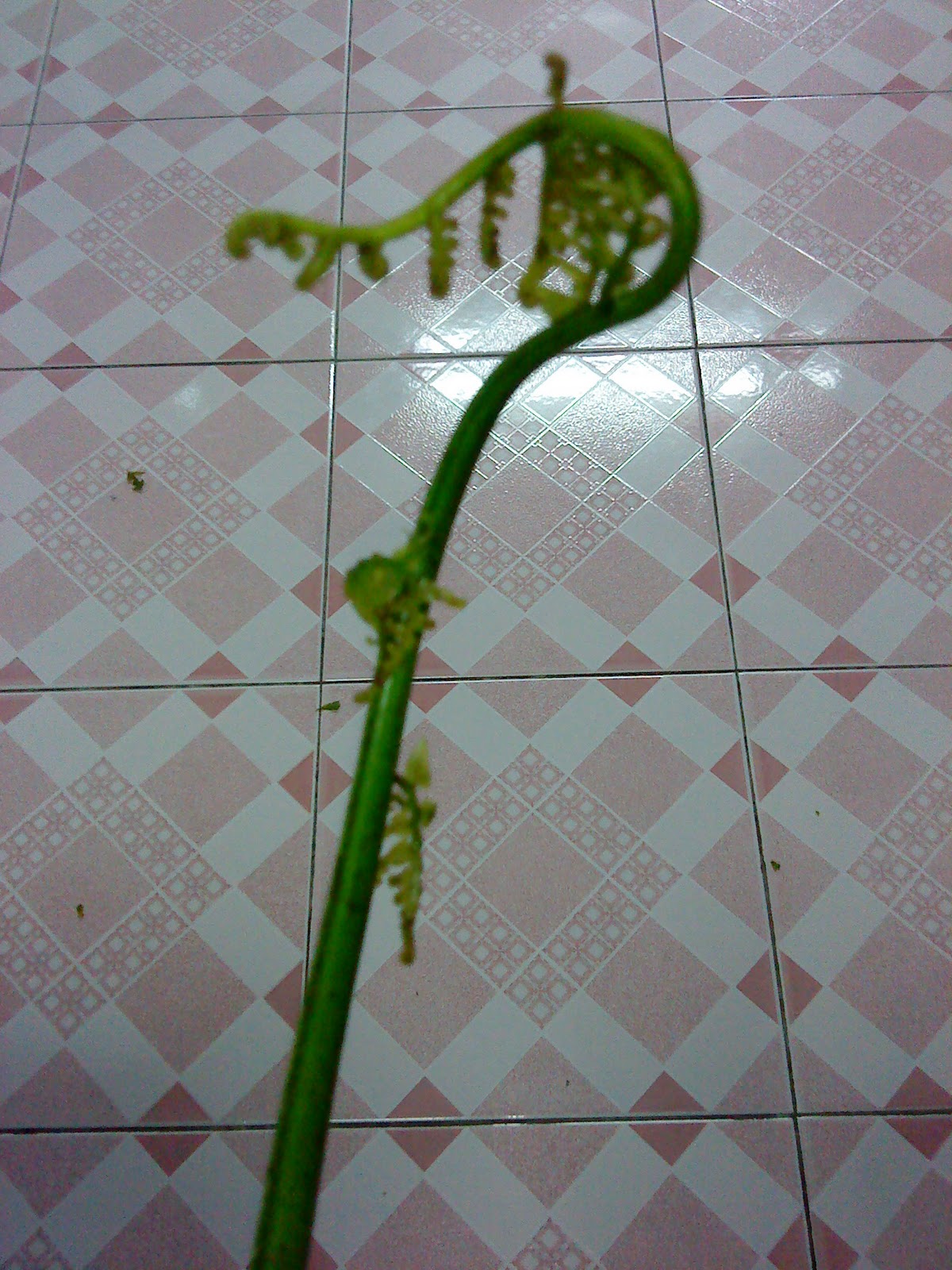 It's A Beautiful Life: Masak Lemak Cili Api Pucuk Paku dengan Kulat Sisir