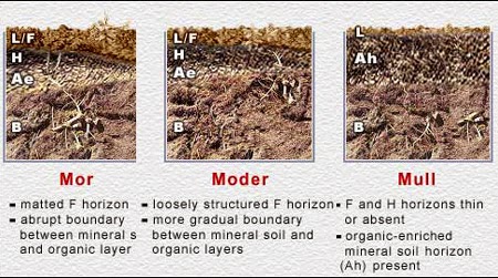 Team-Robot: TEAM ROBOT, Investigatory Journalist