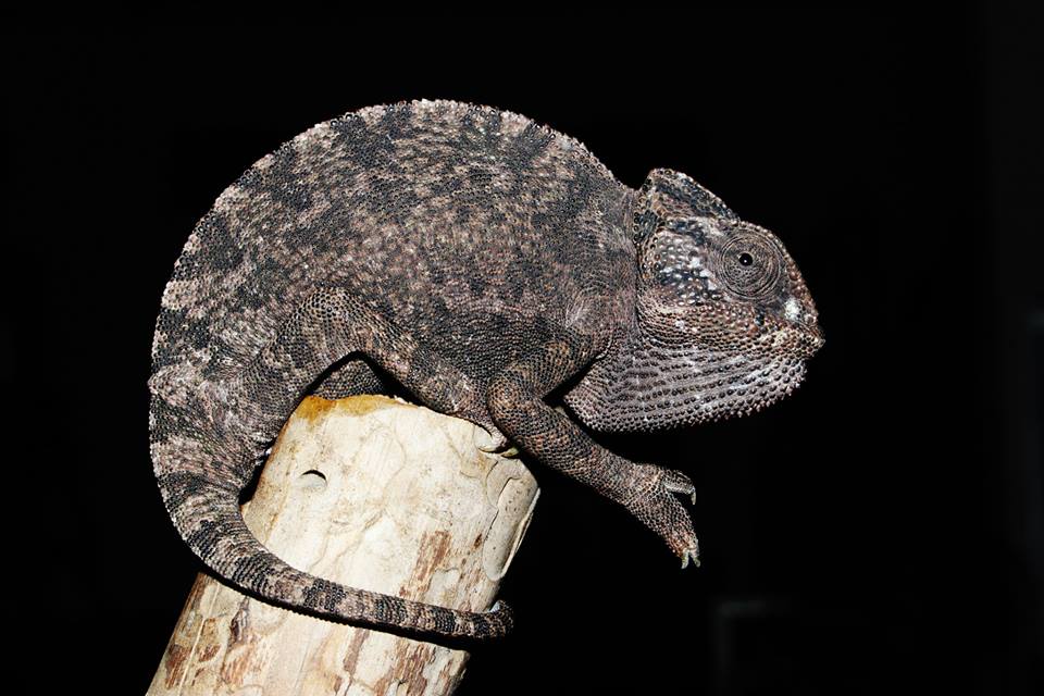 Biodiversity of Cyprus by NGO Protection of the Natural Heritage and ...