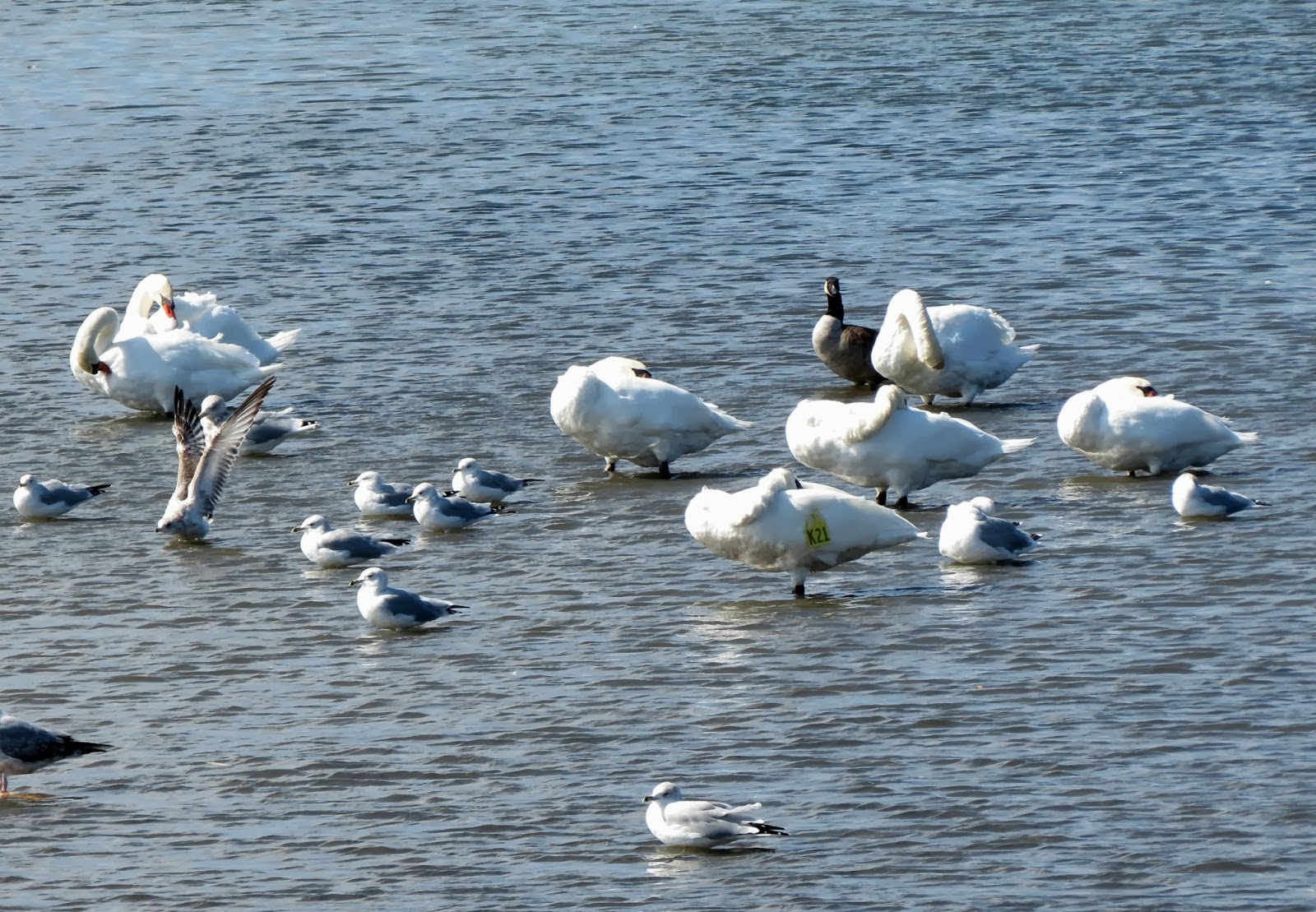 Kitchener-Waterloo Naturalists Field Trip - Travels With Birds
