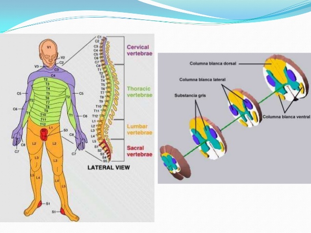 La médula espinal y su morfología externa e interna