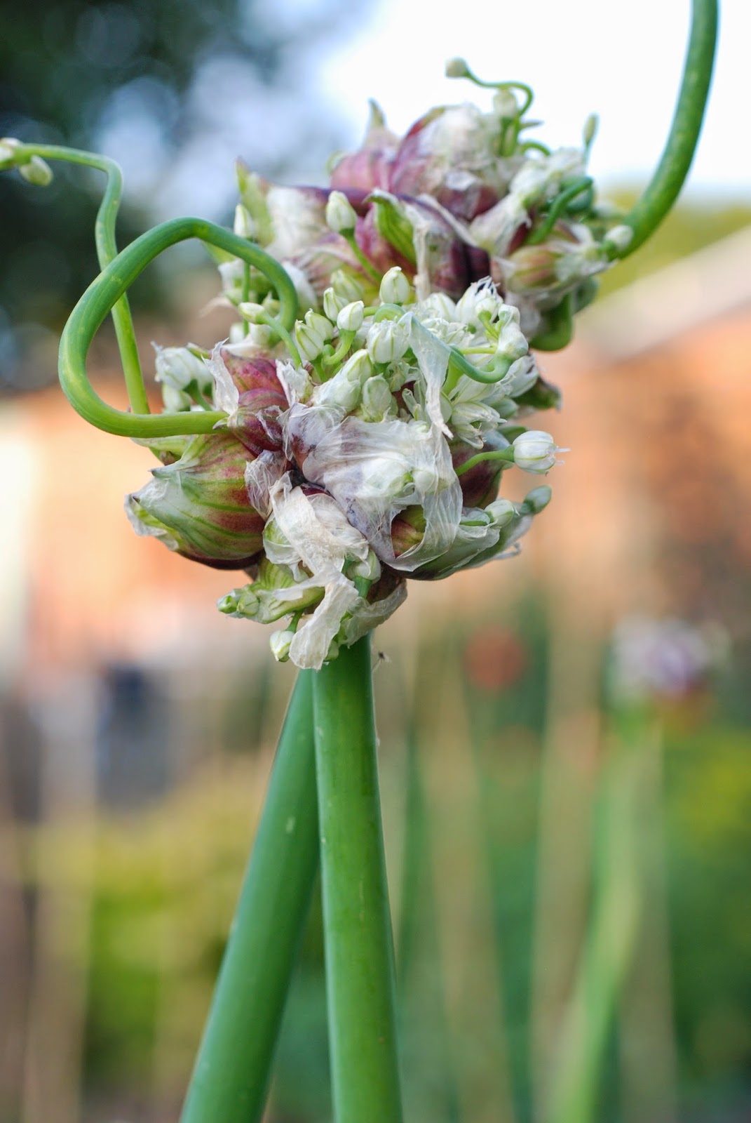 The Linear Legume: Egyptian Walking Onions, Topsetting Onions