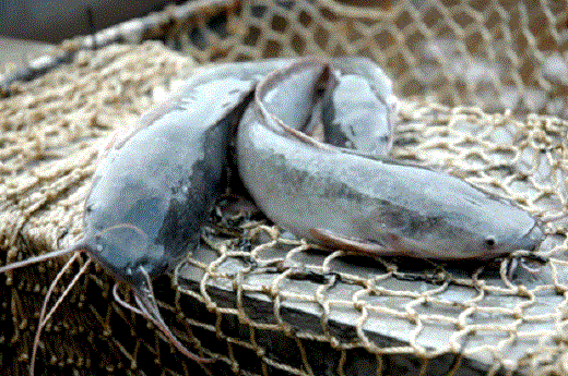 Jenis Lele Masamo | Farm Lele Blog