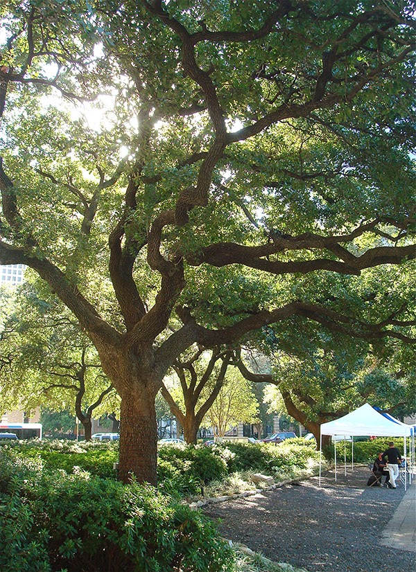 SpringLeaf Studios: 2013