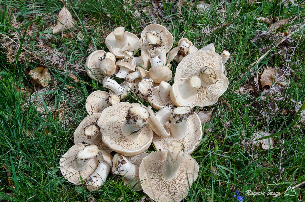 Natura i muntanya: Moixernó bolet de primavera