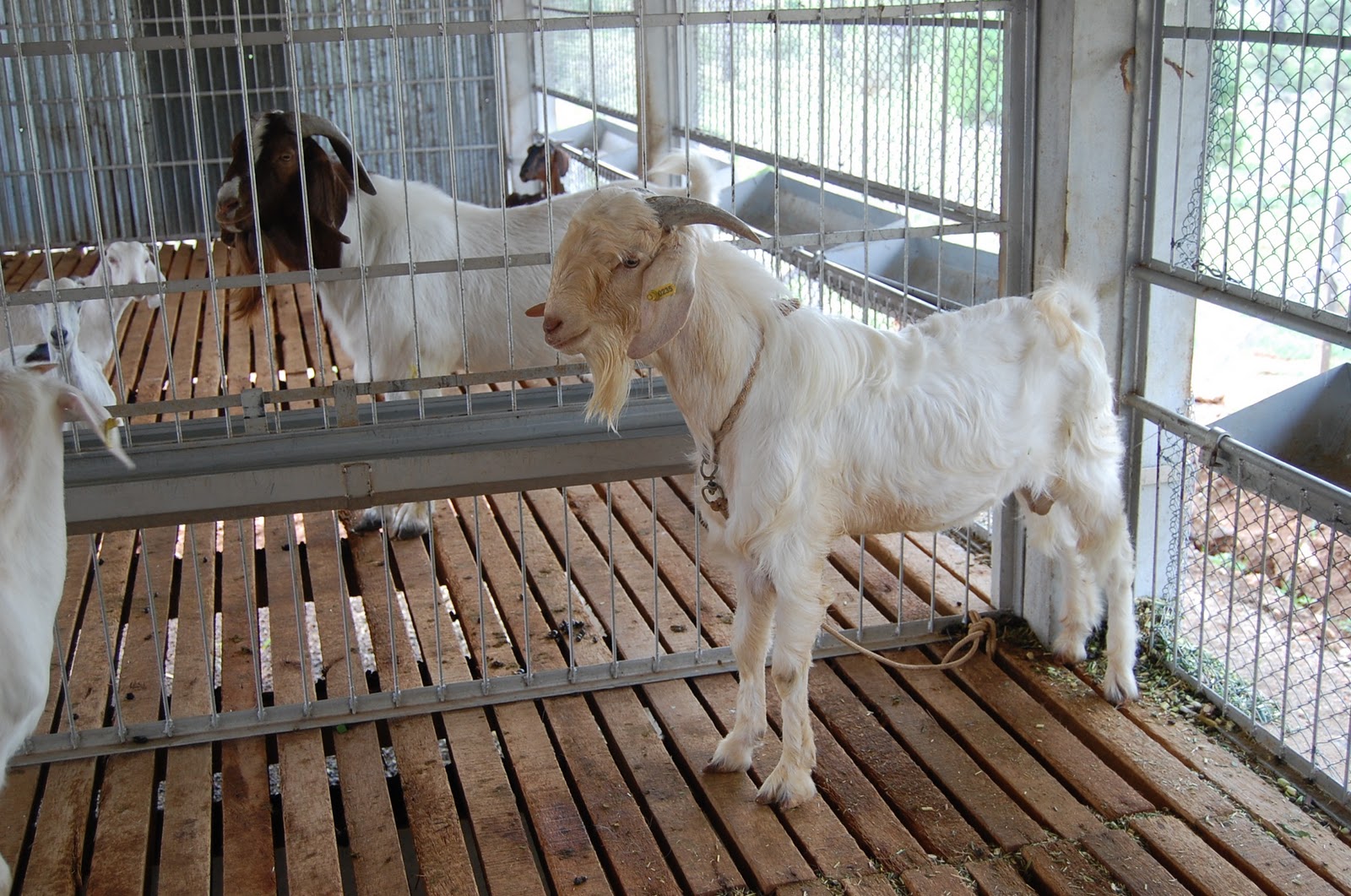 veeravasu goat farm: VEERA GOAT FORM