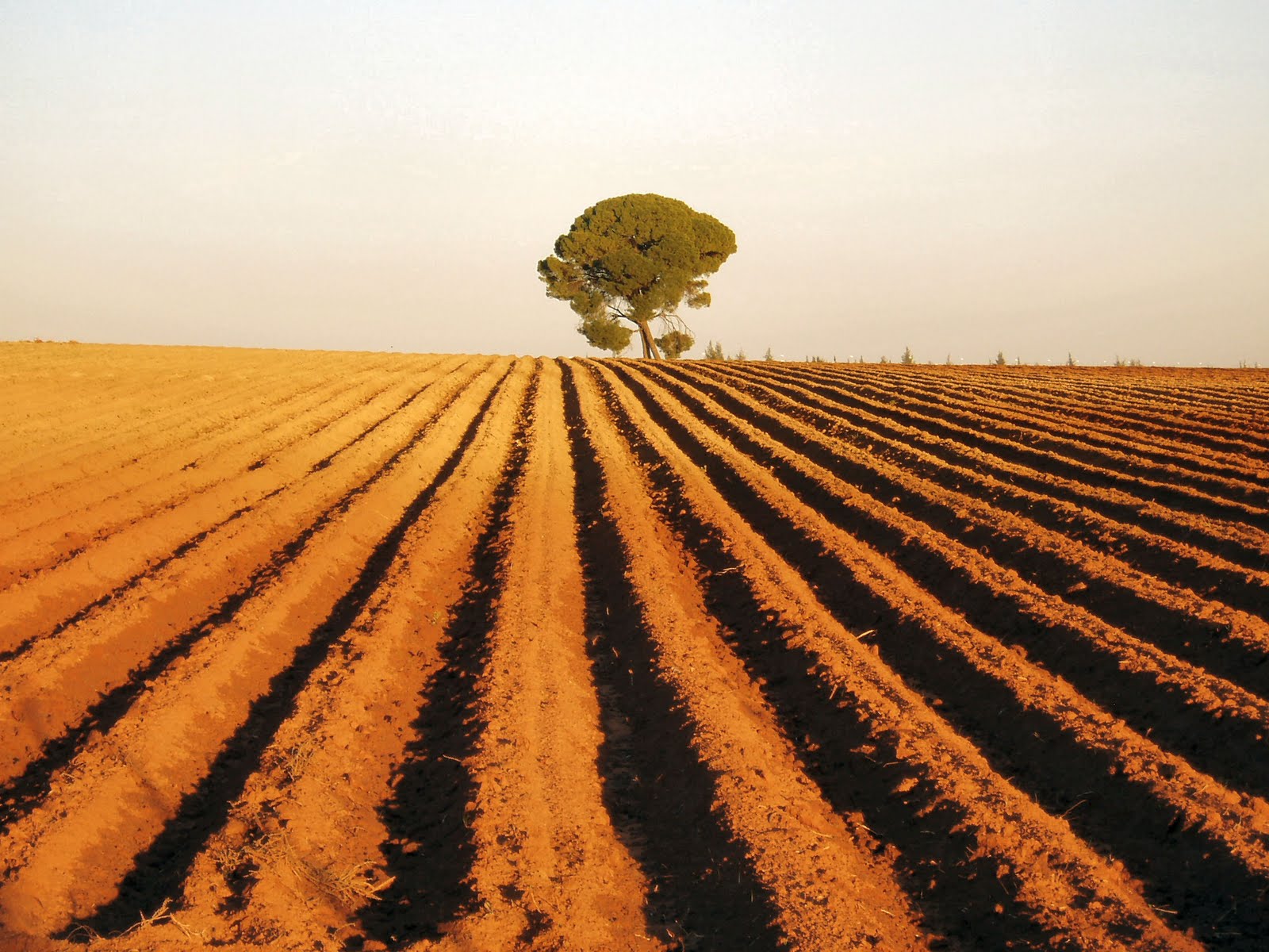 Fernando Nombela: Surcos