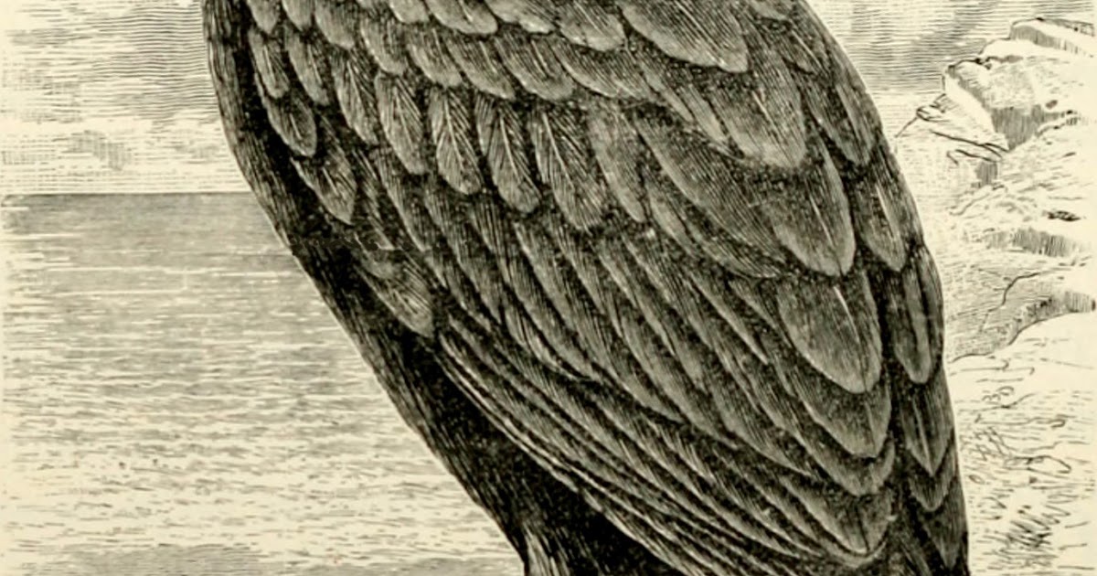 ShukerNature: ARE GIANT FLIGHTLESS RAVENS SOMETHING TO CROW ABOUT IN ...