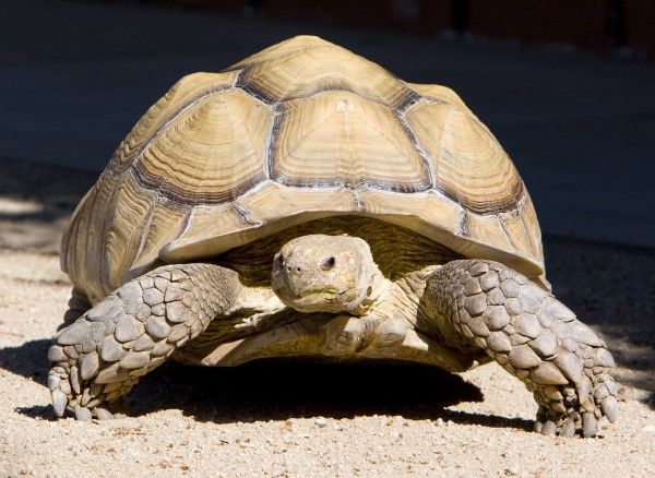 Prehistoric Beast of the Week: Living Fossil: A Tortoise That Cares