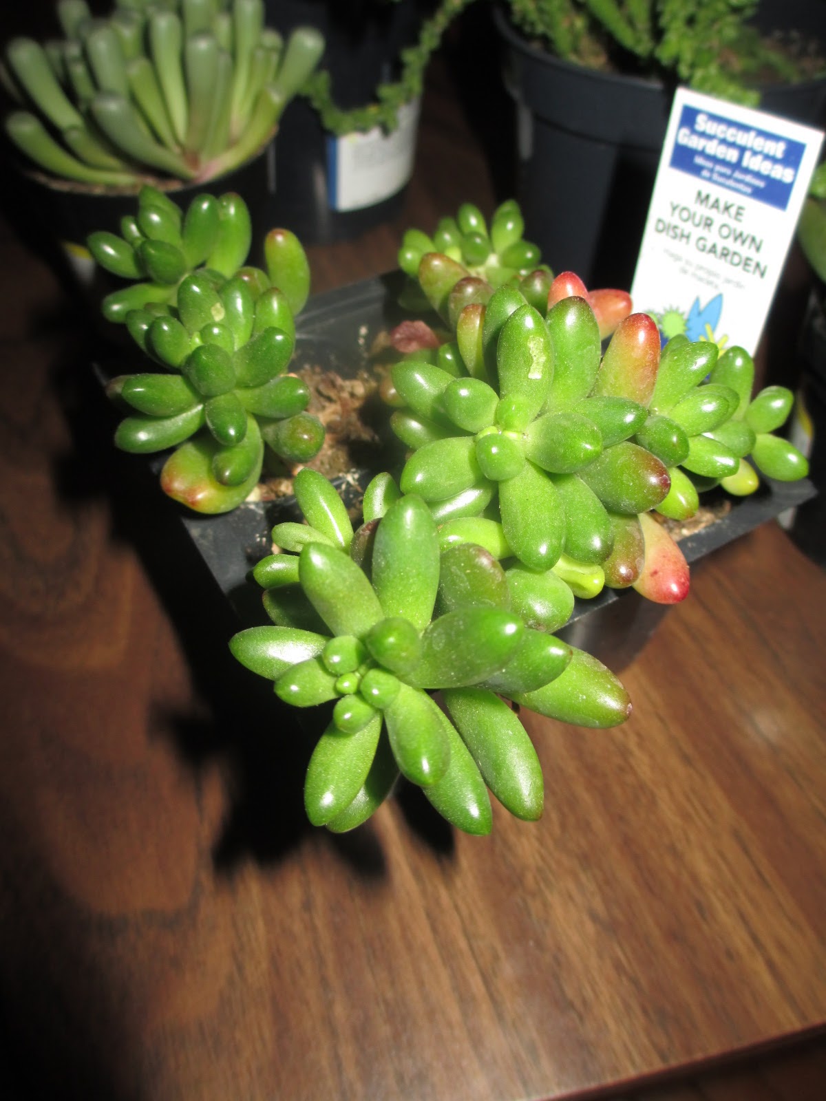 Grandma Henley: Terrariums aka the Mini-Garden Parfait