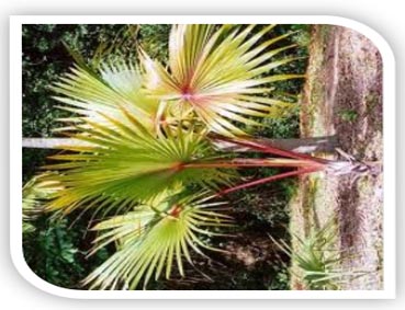 Bari Flora's: POHON PALEM (PALM)