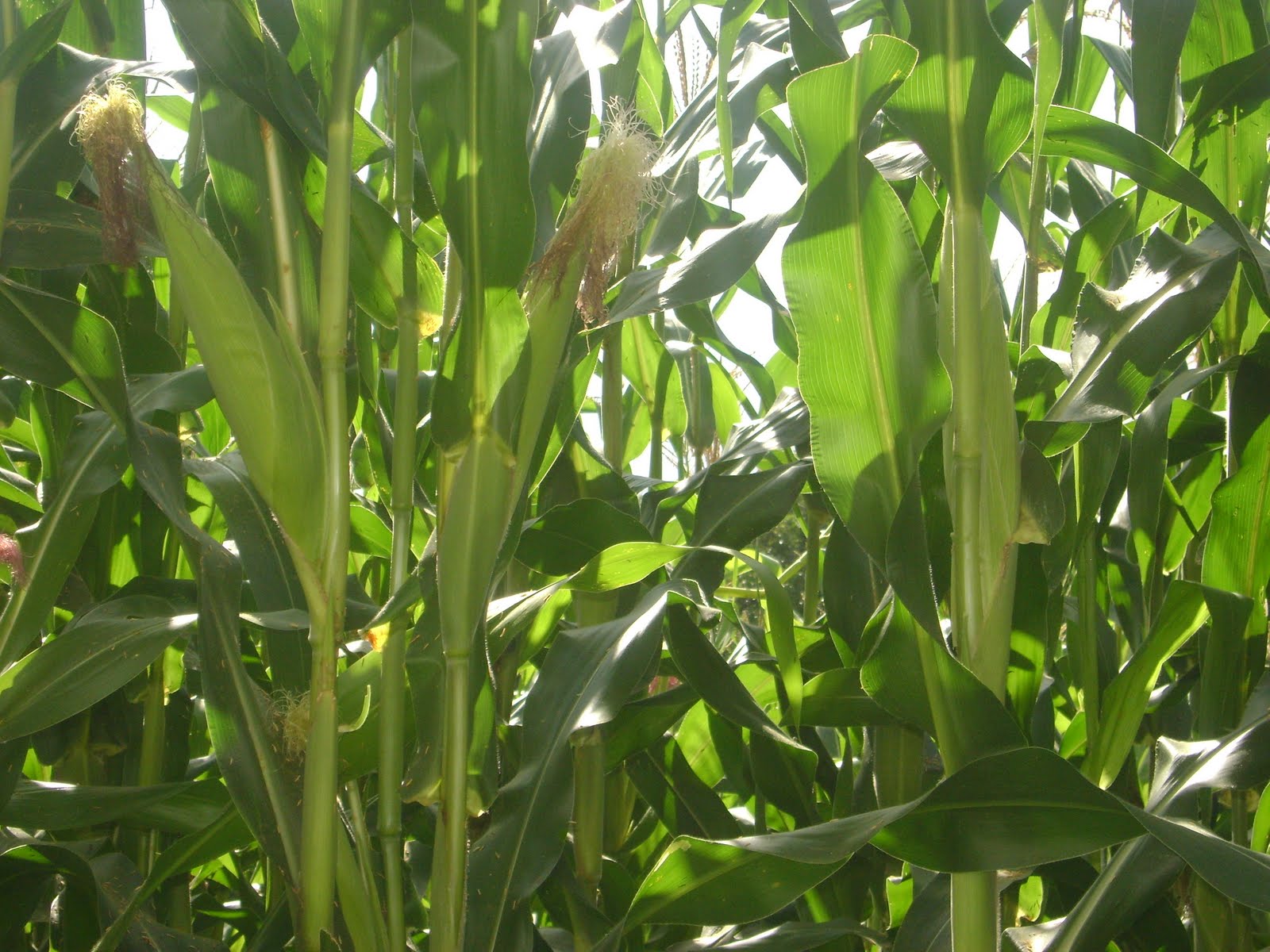 Imagenes de milpas - Imagui