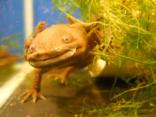 All About Axolotls: Axolotl Care