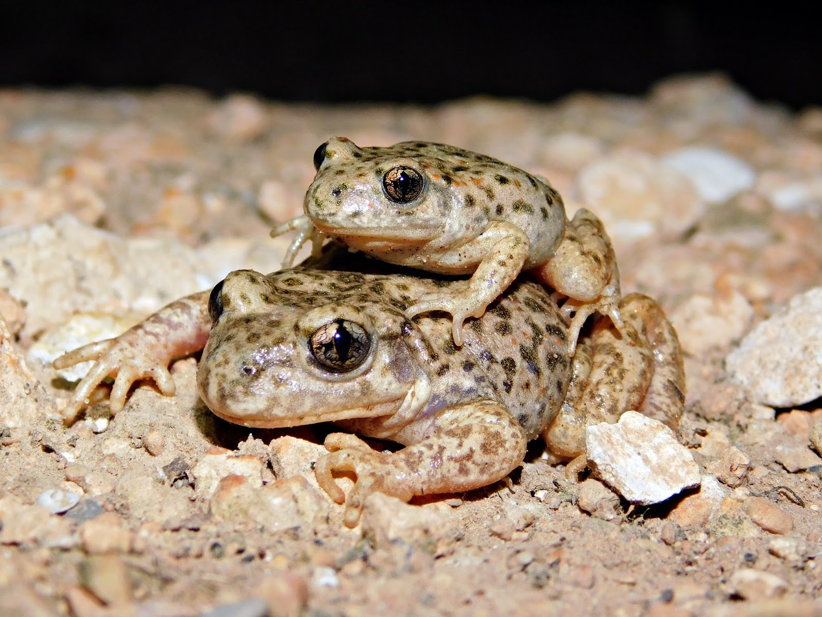 (Paleo-)Herpetología: Alytes obstetricans - Sapo partero común