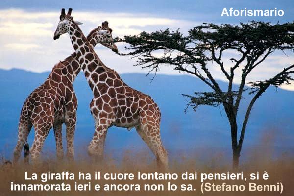 Aforismi, frasi e citazioni sulla Giraffa | Aforismario