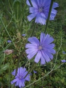 Roasting Chicory Root for Coffee DIY Recipe - The Homestead Survival