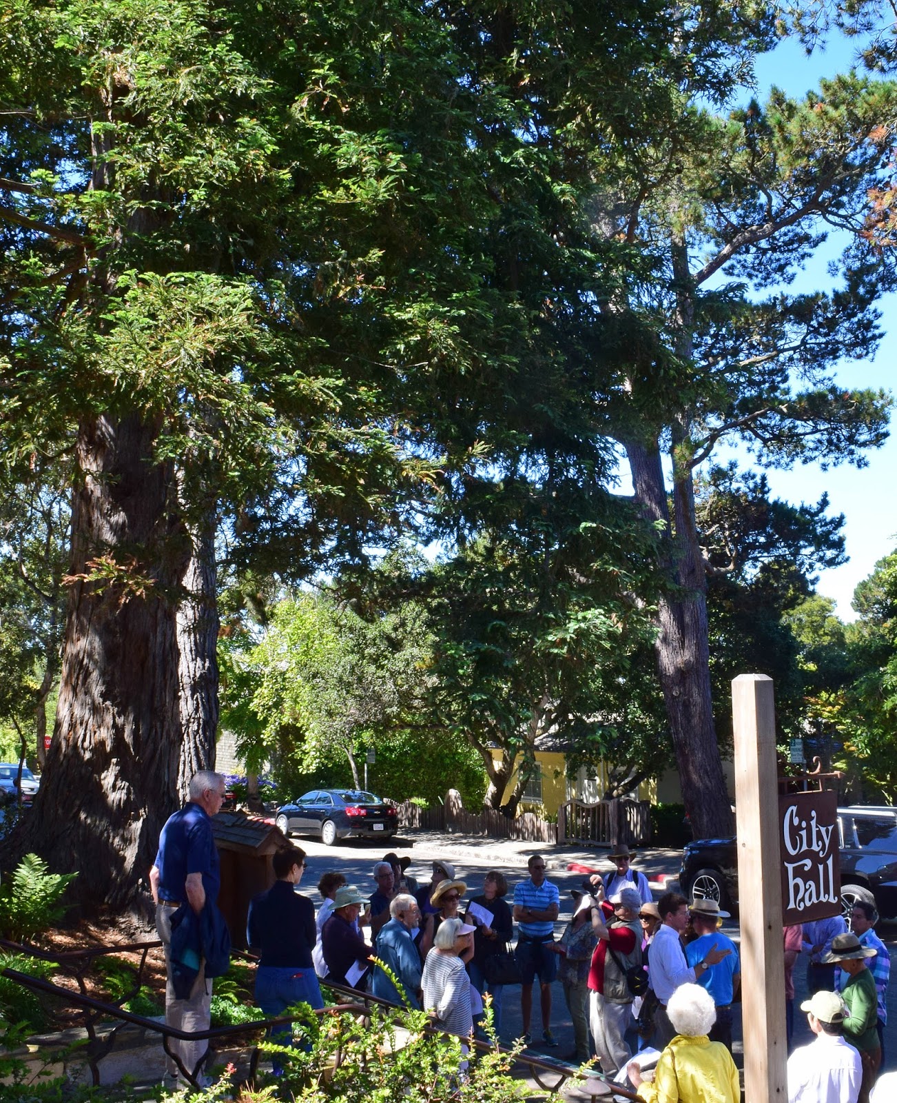 Friends of Carmel Forest Tree Tour with Dr. Matt Ritter 2016 - Carmel ...