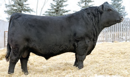 Canadian Angus Association Blog