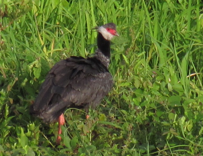 Biodiversidad y Conservación