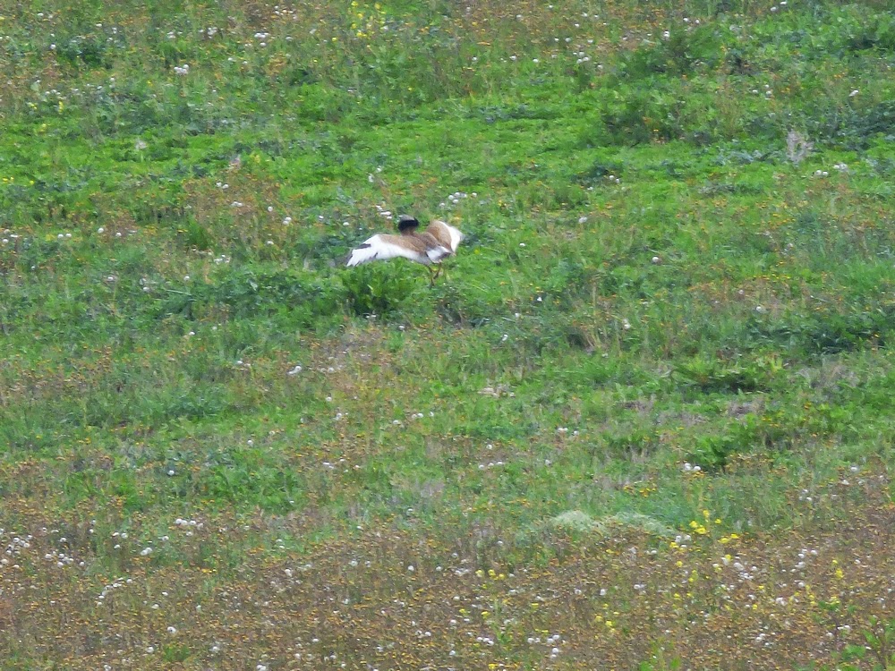 8x42: Sisón común. La esteparia más grande de Cádiz