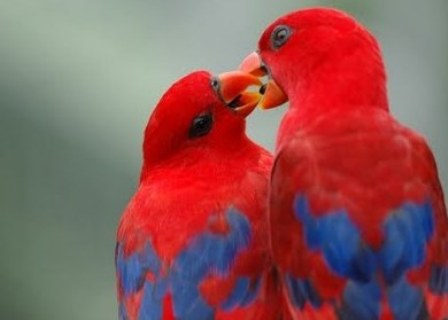 beautiful-background-wallpapers: Free Beautiful Love Birds Background ...
