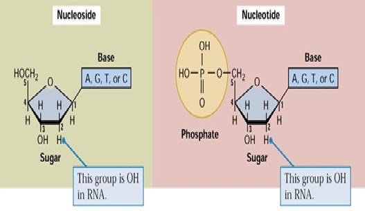 DNA Interactive:The DNA Structure: Polynucleotide Chains