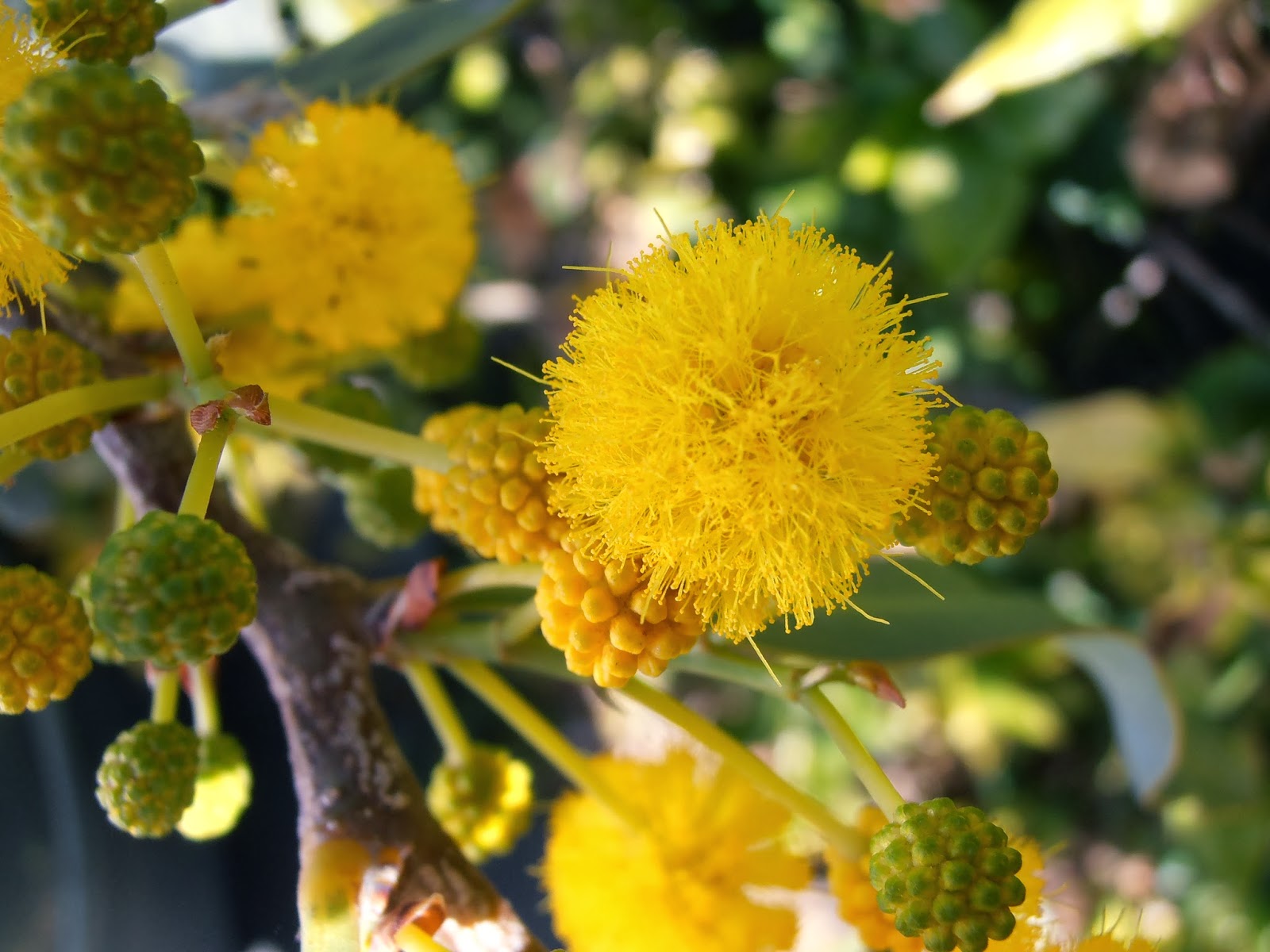 ACACIA AZUL: Acacia saligna | Plantas rioMoros